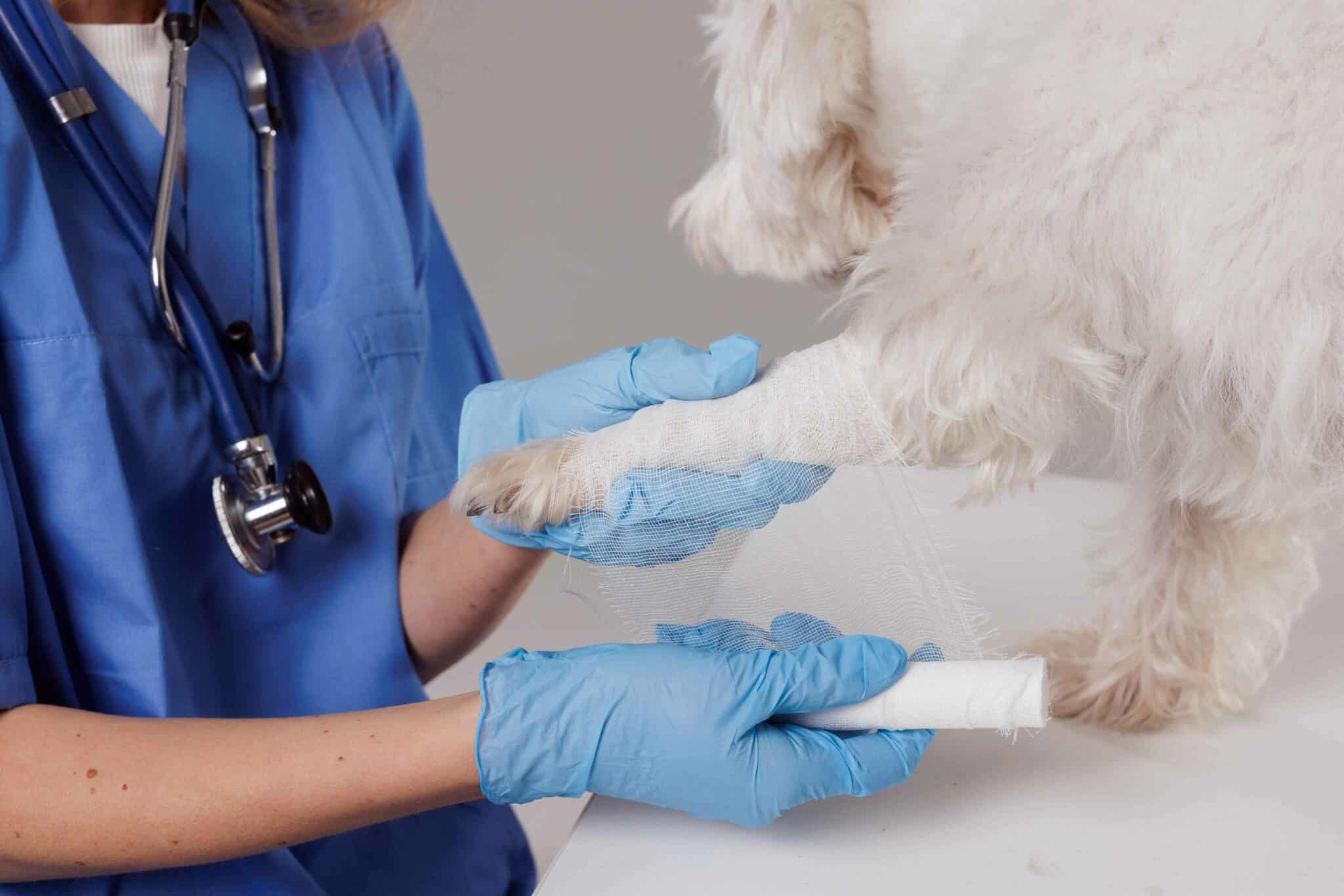 Orthopedic Surgery - Birch Bark Veterinary Clinic